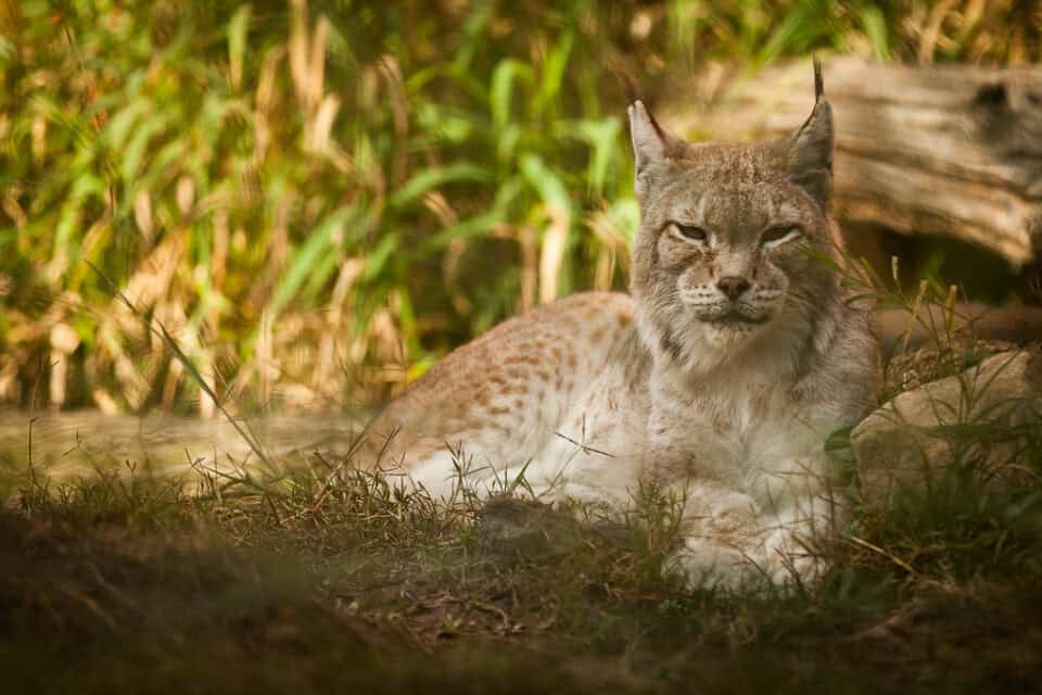 The Lynx Is Quietly Returning to U.S. Forests