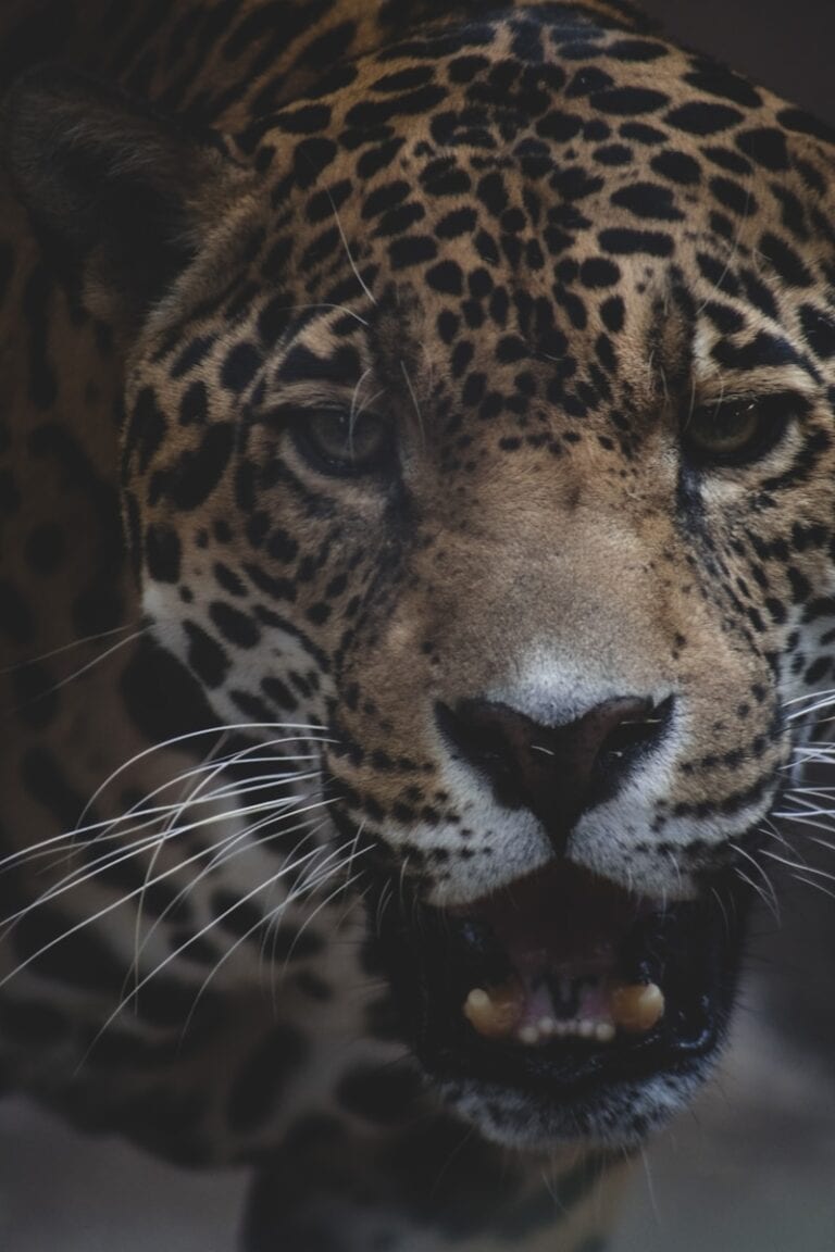 This Is Why Jaguars Are the Most Powerful Biters in the Cat World ...