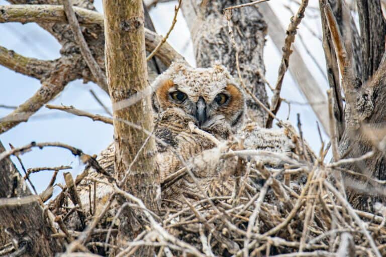 15 Amazing Facts About Owls That Sound Made Up (But Are Not) - Animals ...