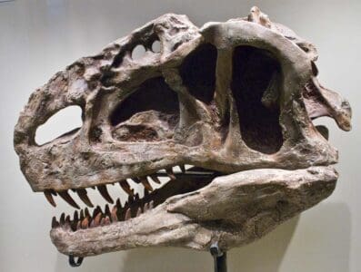 This Newly Unearthed Dinosaur Had 500 Teeth