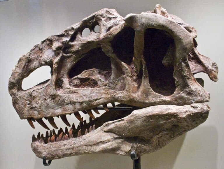 This Newly Unearthed Dinosaur Had 500 Teeth