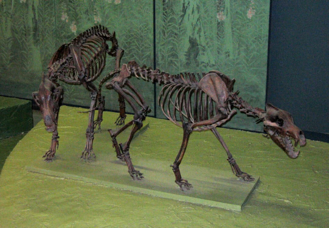 13 Animals That Lived Alongside Early Humans - Animals Around The Globe