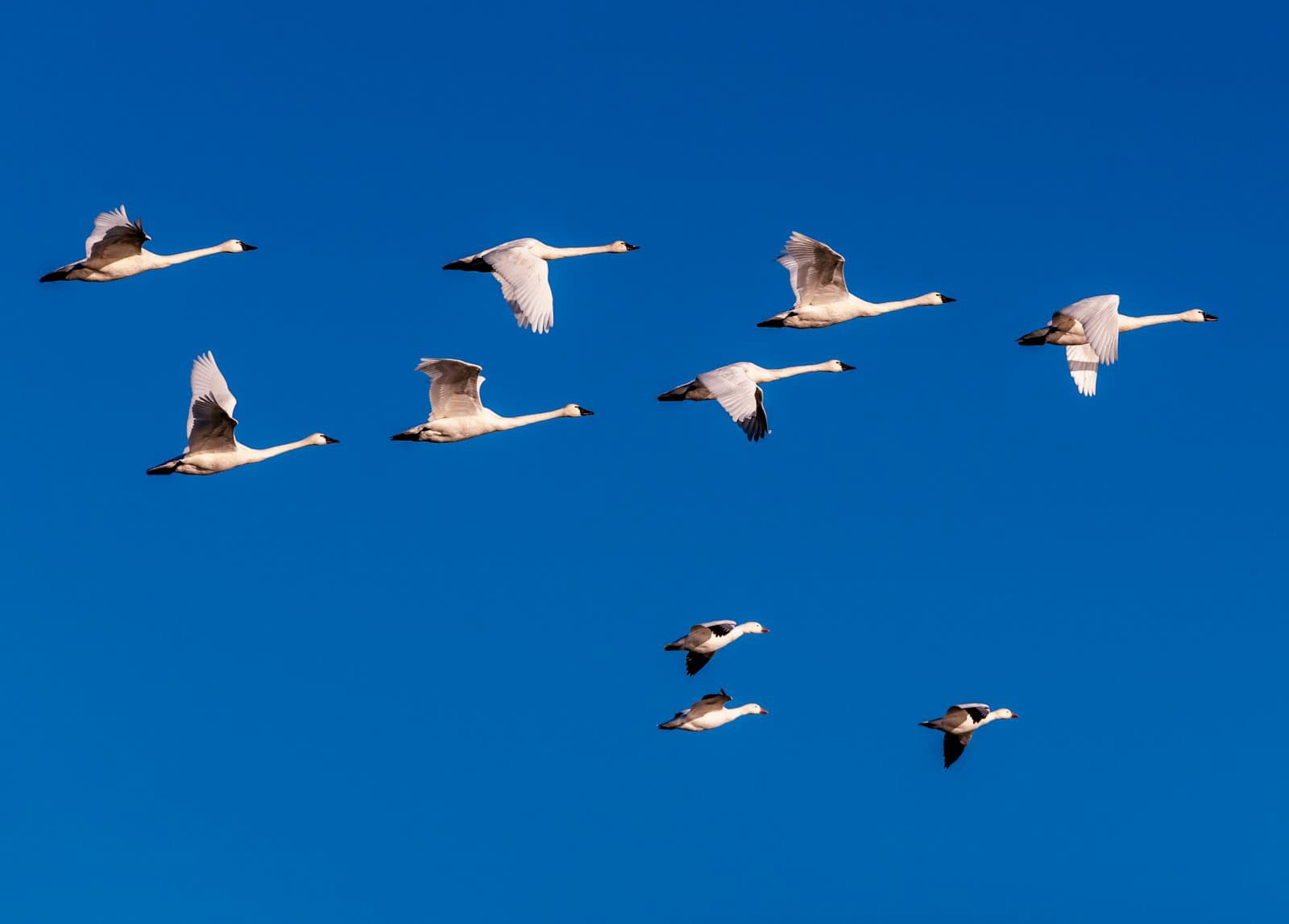 The Science Behind Animal Homing Instincts - Animals Around The Globe