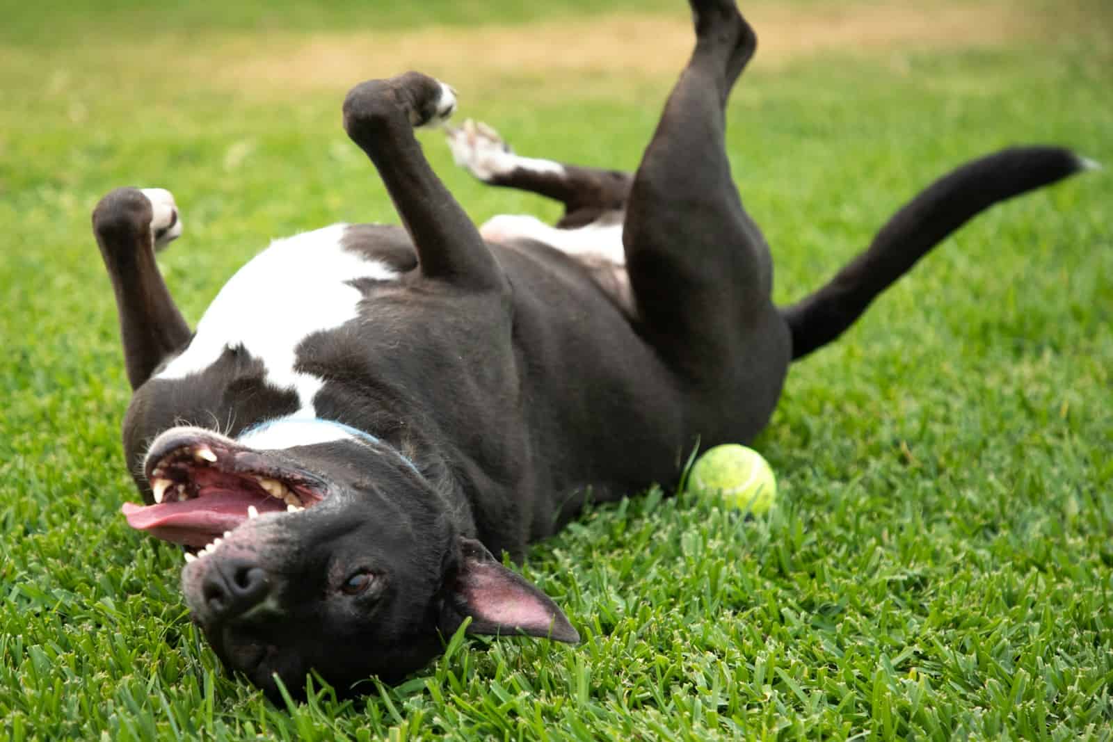 14 Signs Animals Experience Joy - Animals Around The Globe