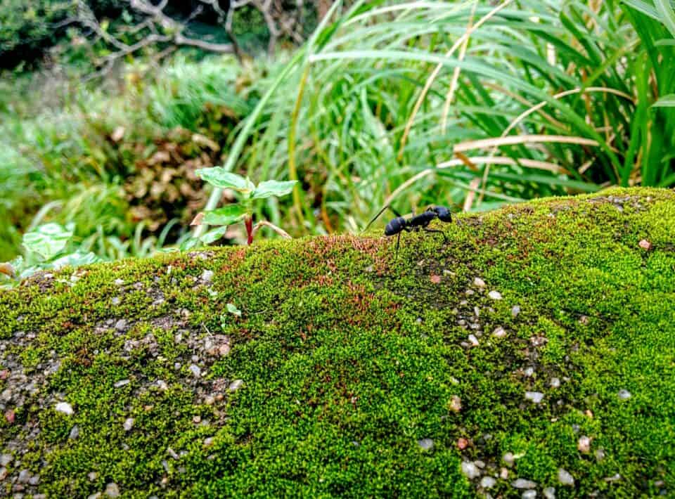 The Fungus That Can Turn Ants into Zombies - Animals Around The Globe