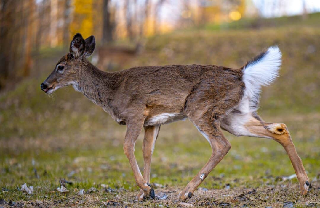 How Fast Can a Deer Run? You Might Be Surprised