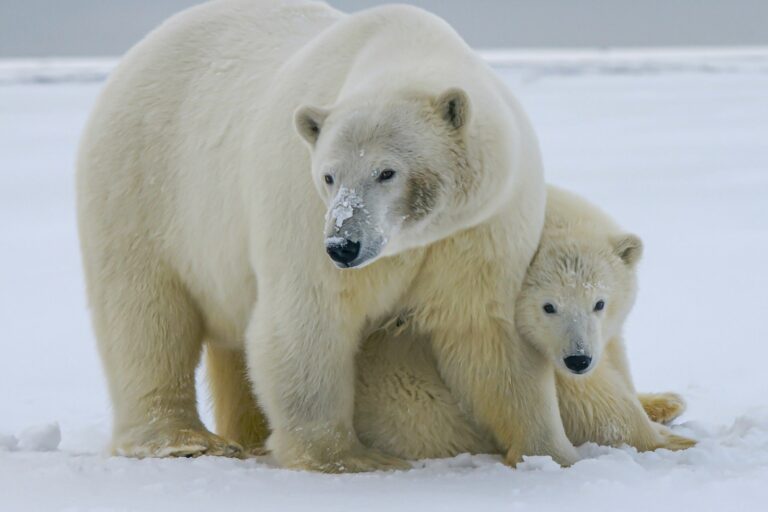 What If Polar Bears Go Extinct? Who’s to Blame? - Animals Around The Globe
