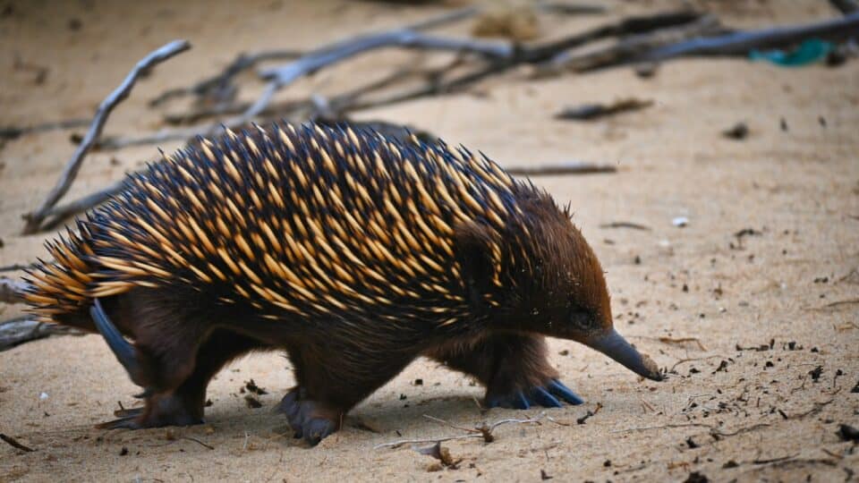 How the Sluggish Echidna Survives in a Fast-Moving World - Animals ...