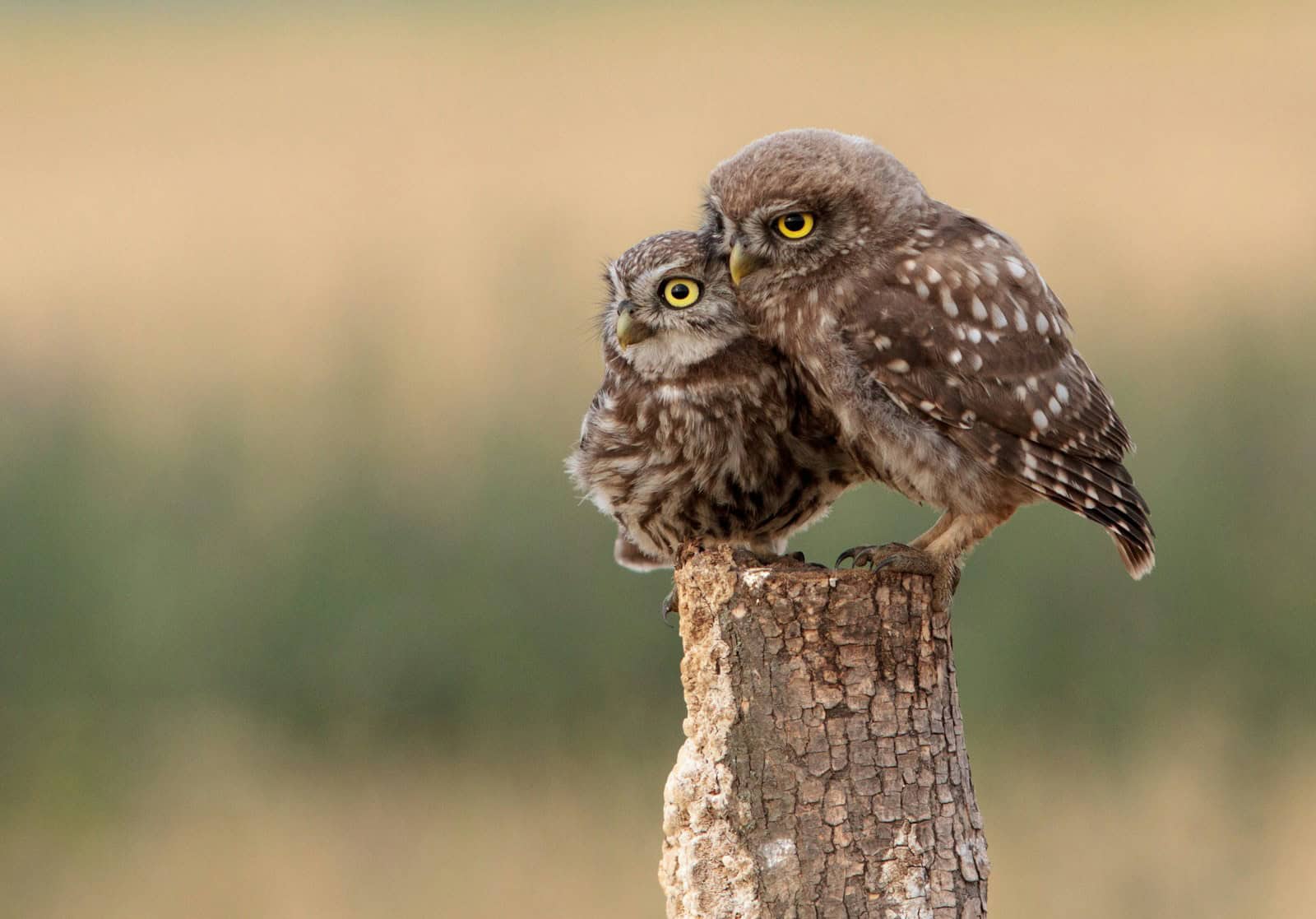 13 Wild Animals That Only Come Out at Night - Animals Around The Globe