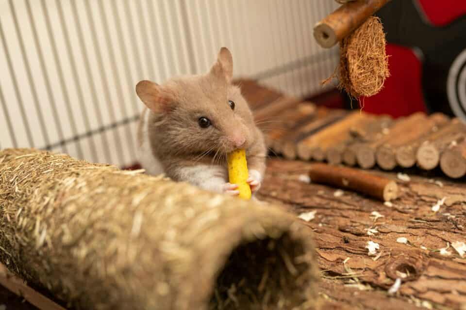 How to Know If Your Hamster Is Stressed - Animals Around The Globe