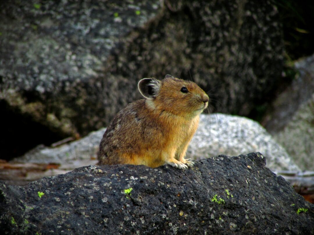 This Animal Can Survive in Both Fire and Ice—And It’s American