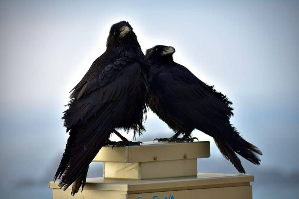 Ravens Outsmarting Humans? Scientists Are Shocked - Animals Around The ...