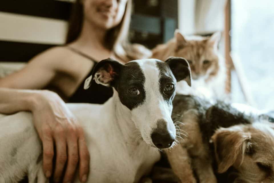 Should You Rescue or Buy? The Debate Over Pet Adoption - Animals Around ...