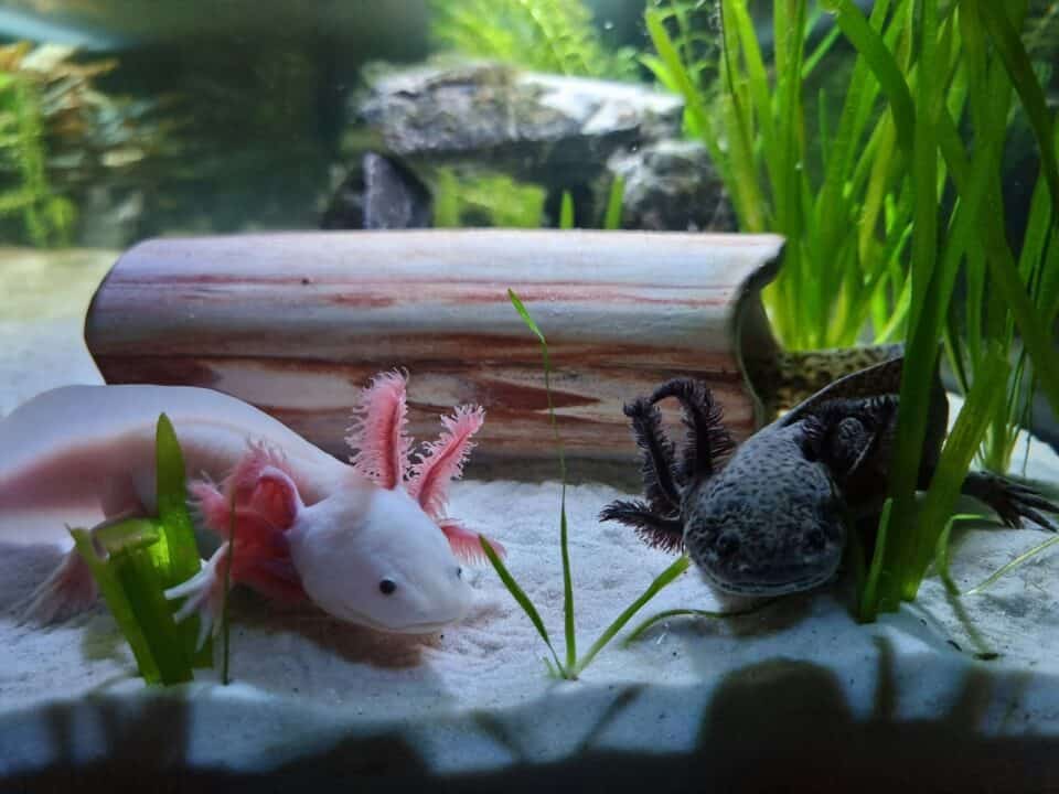 15 Fascinating Facts About Axolotls That Sound Unreal - Animals Around ...