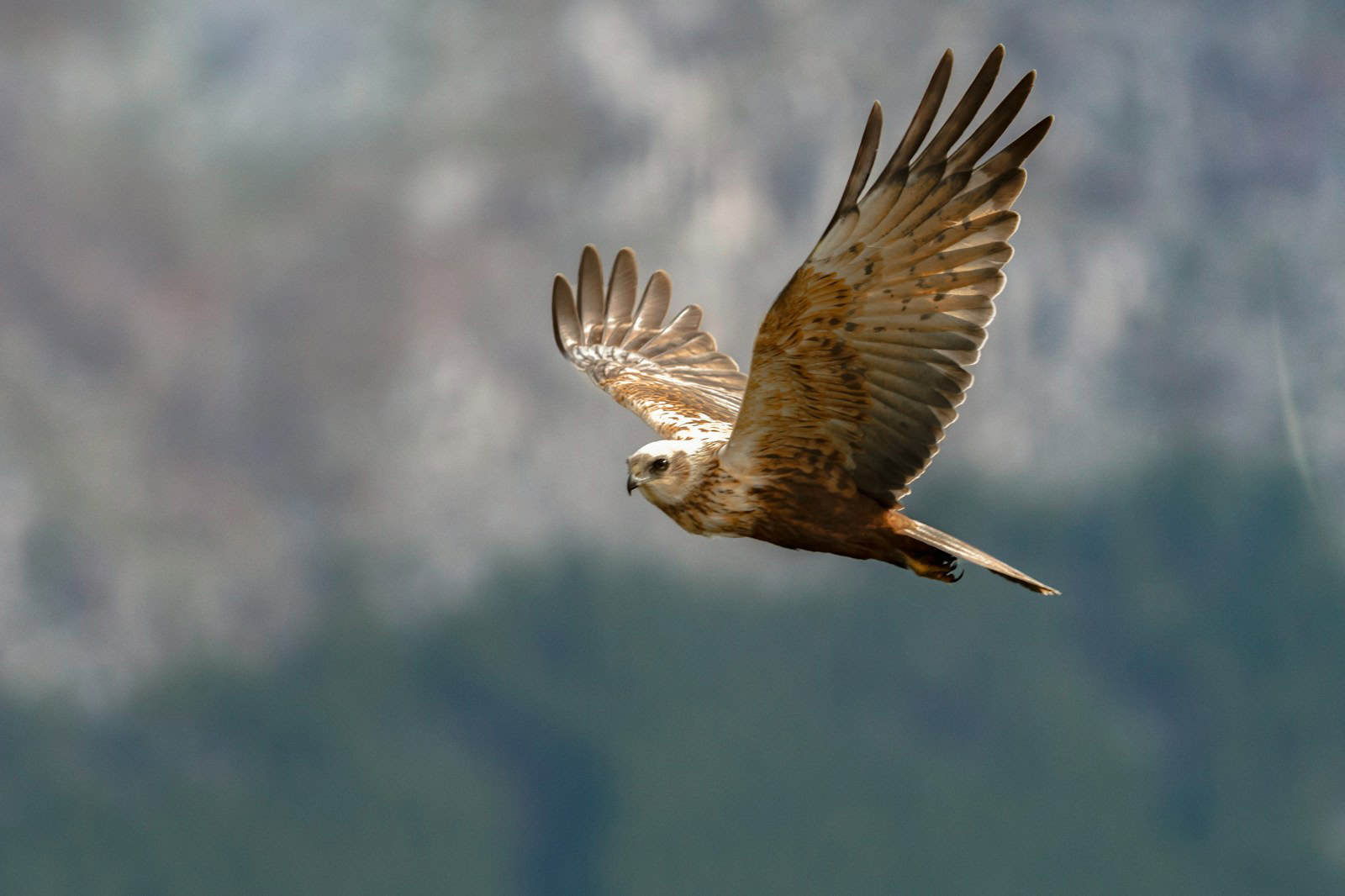 What Causes Birds to Suddenly Fall From the Sky?
