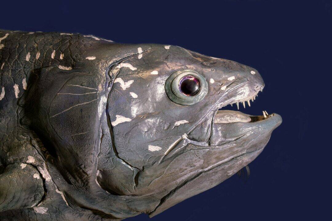 Scientists Discovered a “Living Fossil” Fish Off the California Coast