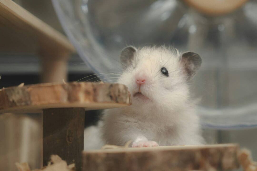 The Best Hamster Breeds for First-Time Pet Owners - Animals Around The ...