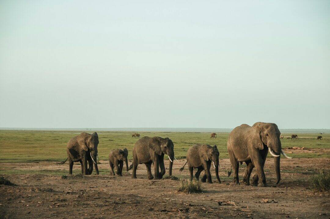 The Silent Language of Elephant Seismic Communication - Animals Around ...