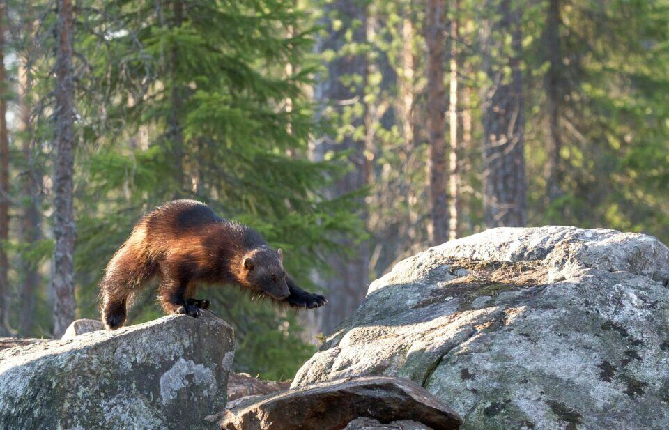 How the Wolverine’s Fierce Nature Makes It a Dangerous Animal - Animals ...