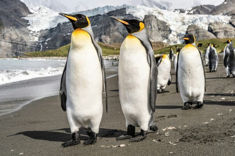 15 of the Fiercest Fathers in the Animal Kingdom - Animals Around The Globe