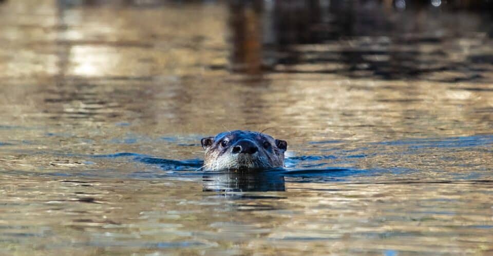 The Unexpected Comeback of River Otters in New York - Animals Around ...