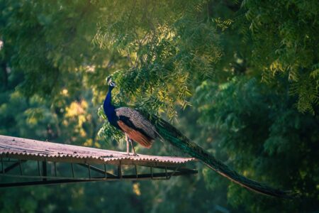 The Peacock: A Vibrant Display of Colours and Feathers - Animals Around ...