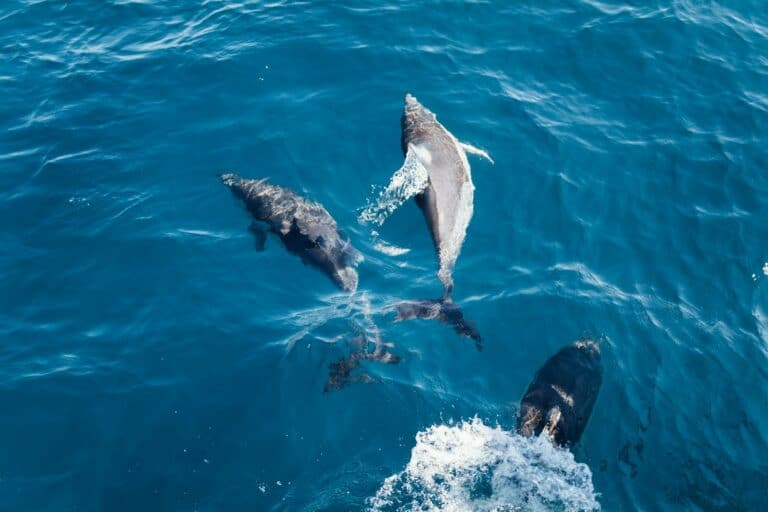 13 Sea Animals That Are Surprisingly Fast - Animals Around The Globe