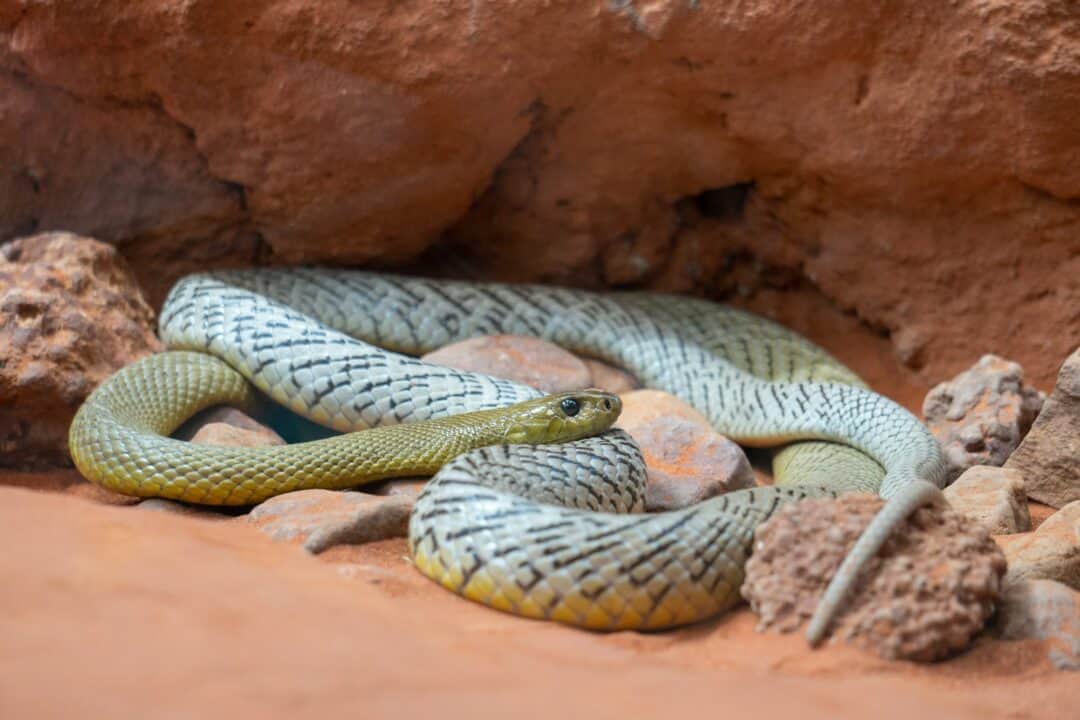 The Lethal Venom of the Inland Taipan Snake - Animals Around The Globe