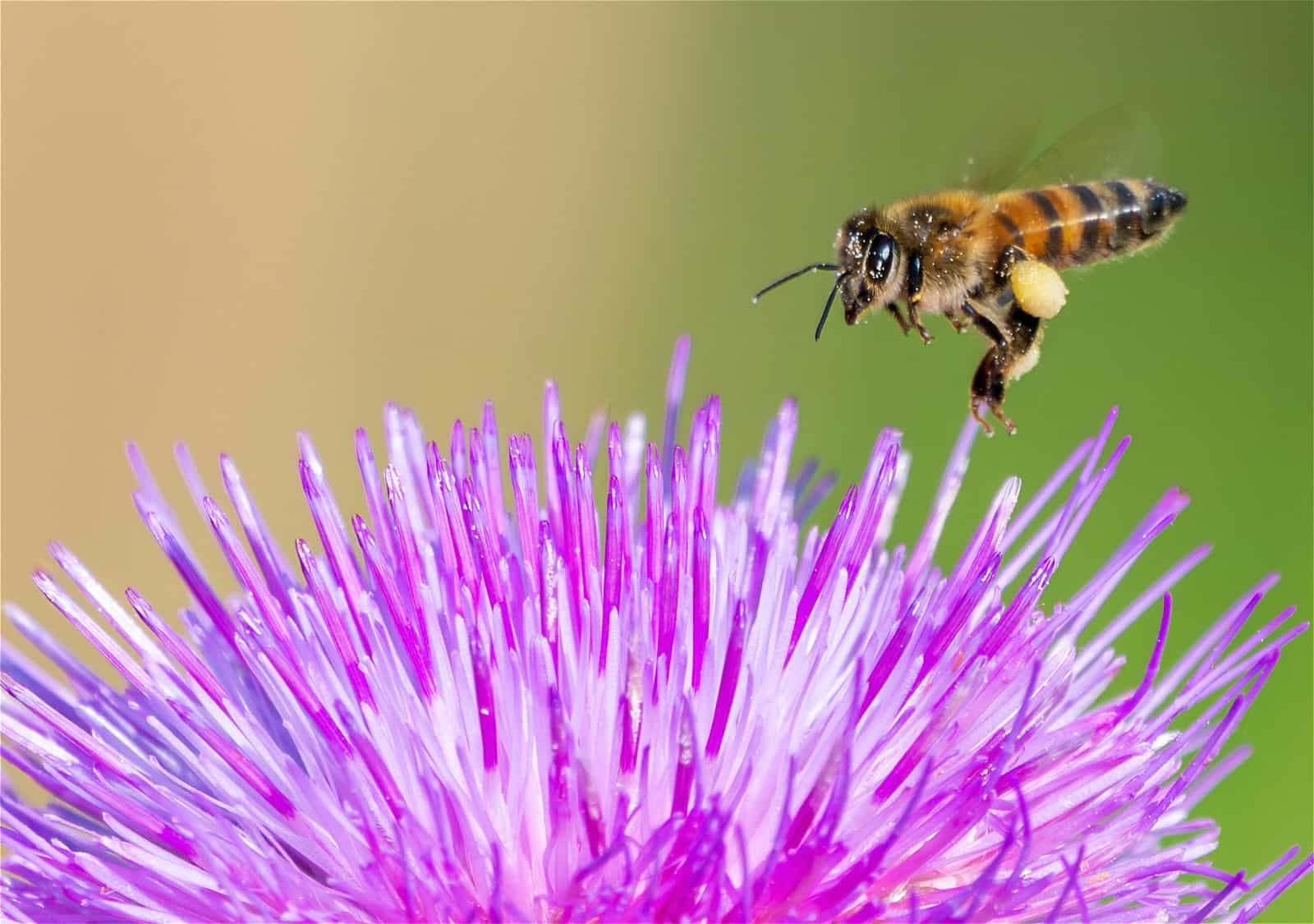 Why Bees Dance to Communicate Nectar Locations - Animals Around The Globe