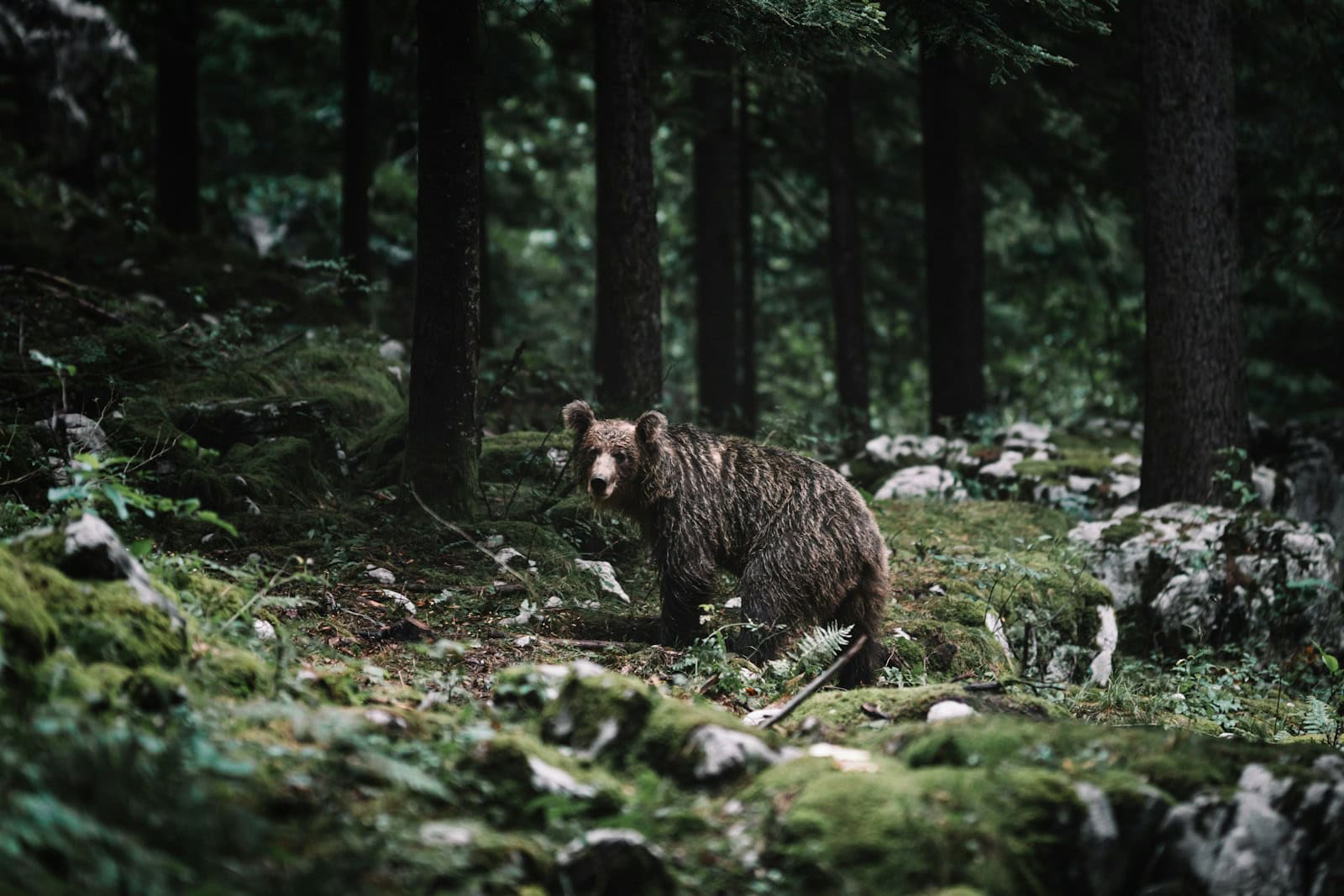 How Bears Prepare for Hibernation—And What We Can Learn - Animals ...
