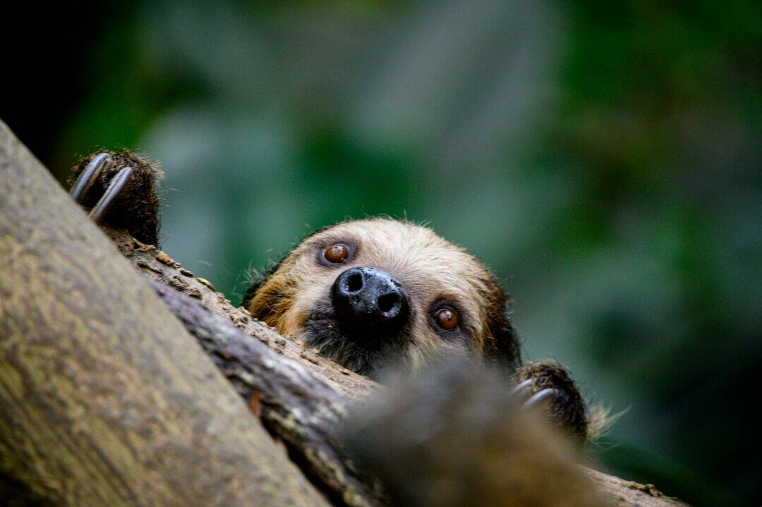 14 Fascinating Facts About Sloths That Will Surprise You - Animals ...