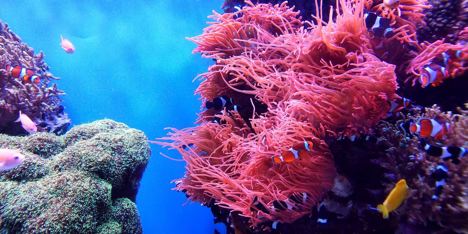 How Coral Reefs Support Animal Life Far Beyond the Ocean - Animals ...