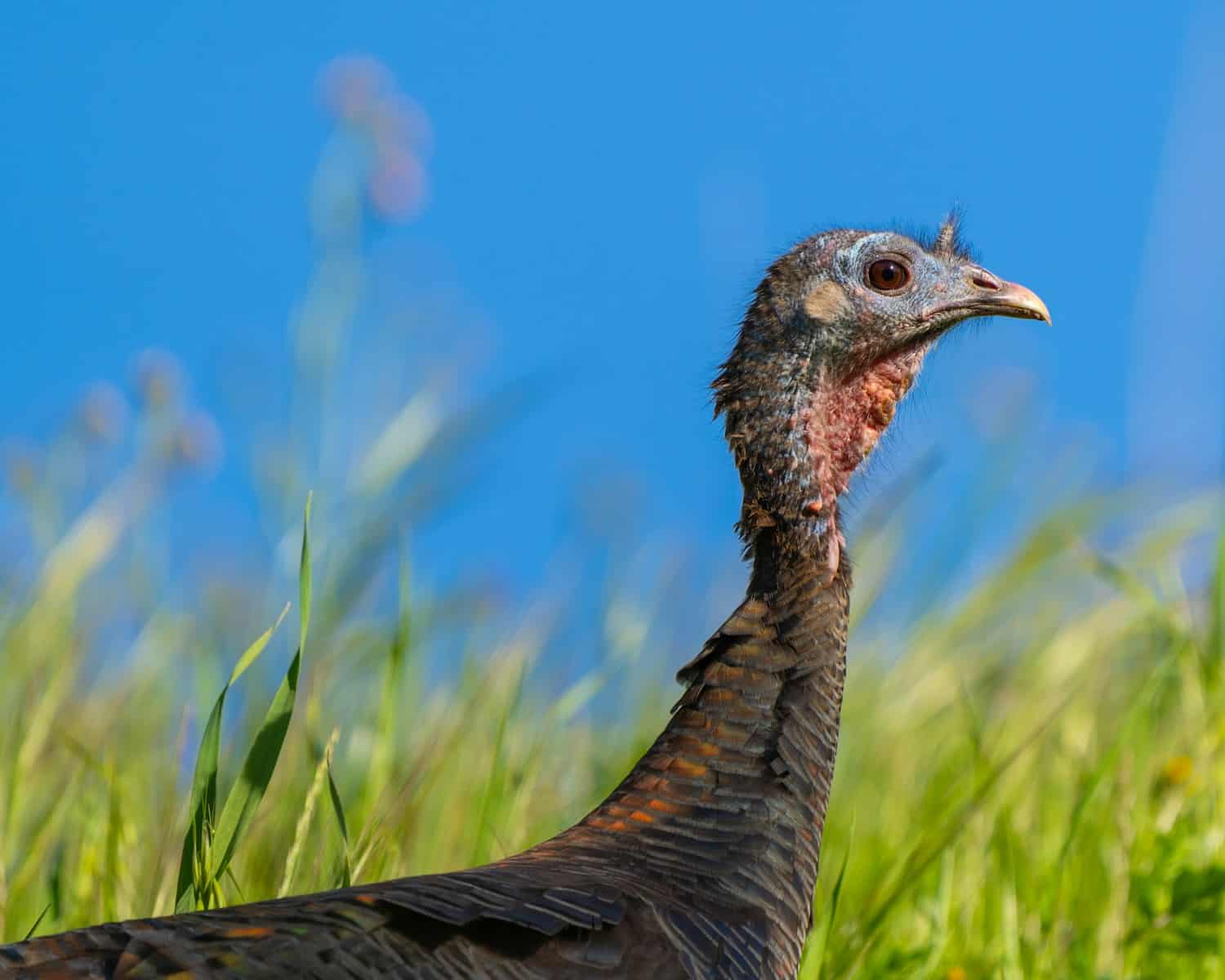 The Wild Turkeys Taking Over U.S. Suburbs - Animals Around The Globe