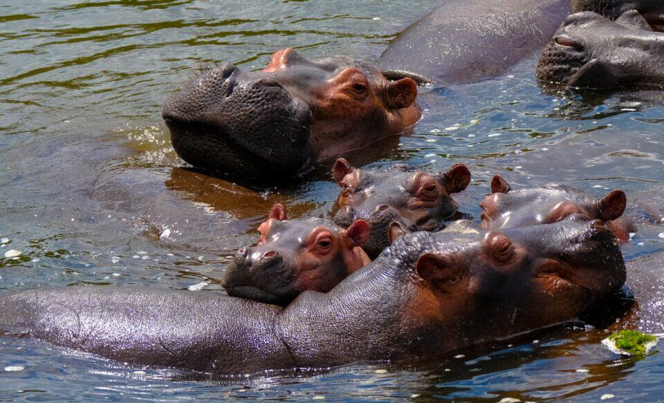 The Strength of the Hippo: Why It’s More Dangerous Than You Think ...