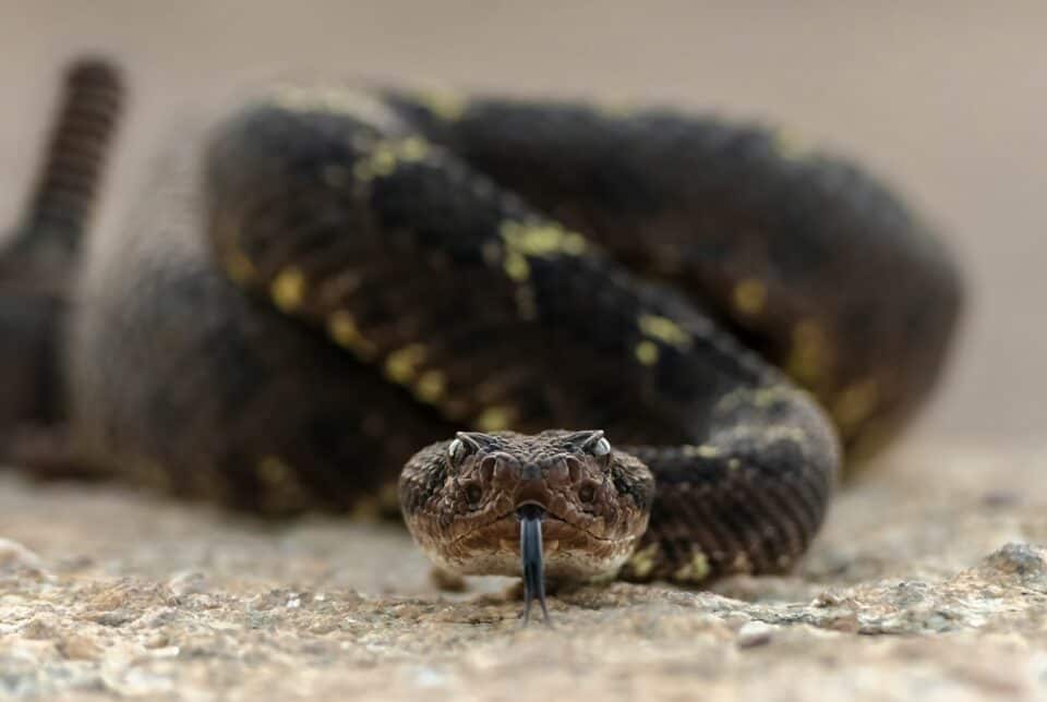 14 Cold-Blooded Creatures That Thrive in Heat - Animals Around The Globe