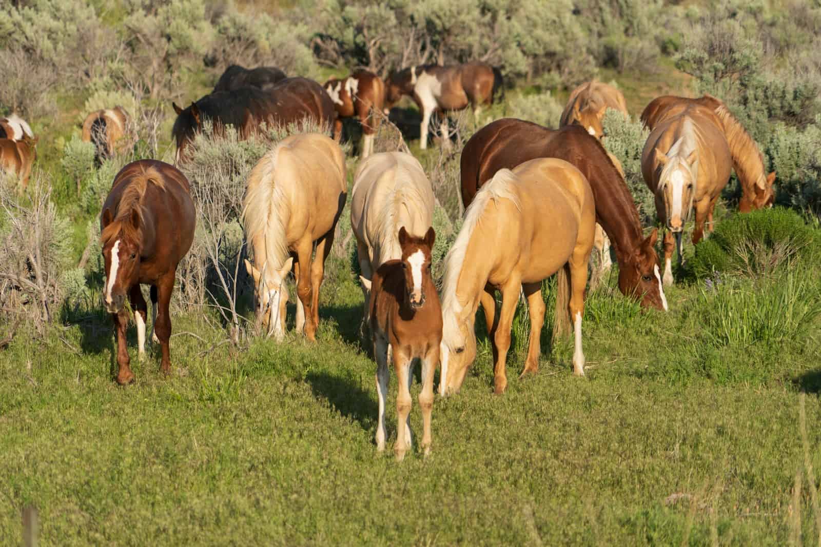 13 Animals That Symbolize American Strength and Freedom - Animals ...