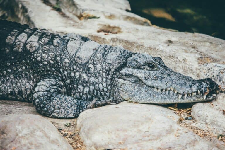 Crocodile Mothers Are Way More Caring Than You Think
