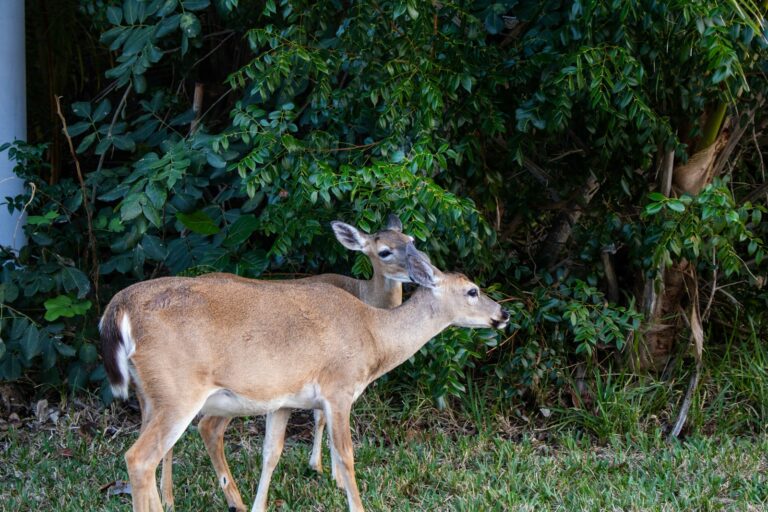 How White-Tailed Deer Became America’s Most Abundant Wild Mammal
