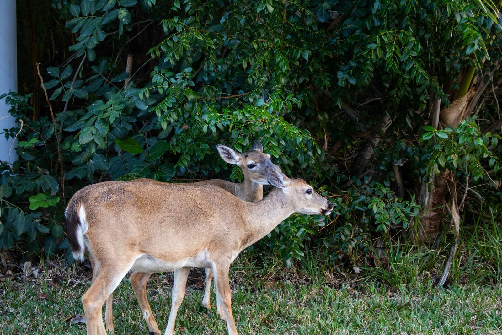 How White-Tailed Deer Became America’s Most Abundant Wild Mammal