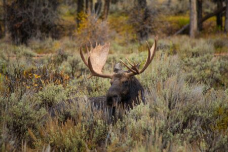 Moose Mating Rituals: How Males Compete for Female Attention - Animals ...