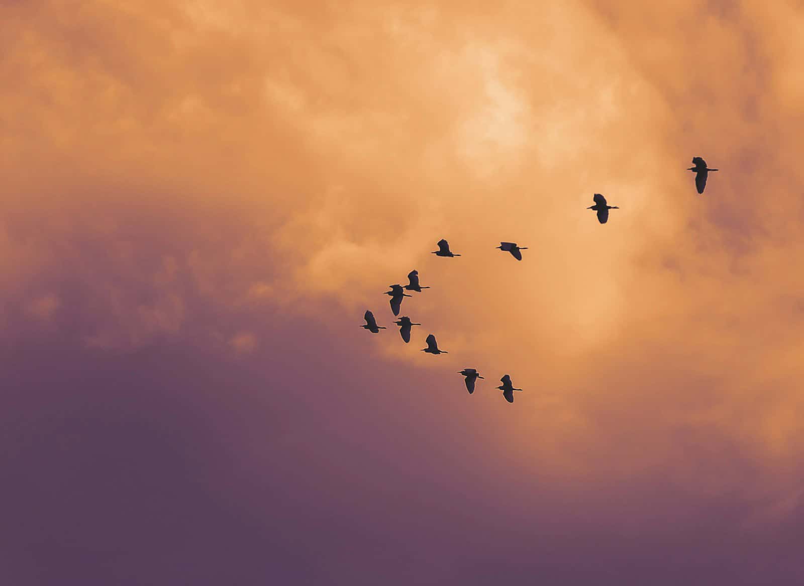 What Causes Birds to Suddenly Fall From the Sky?