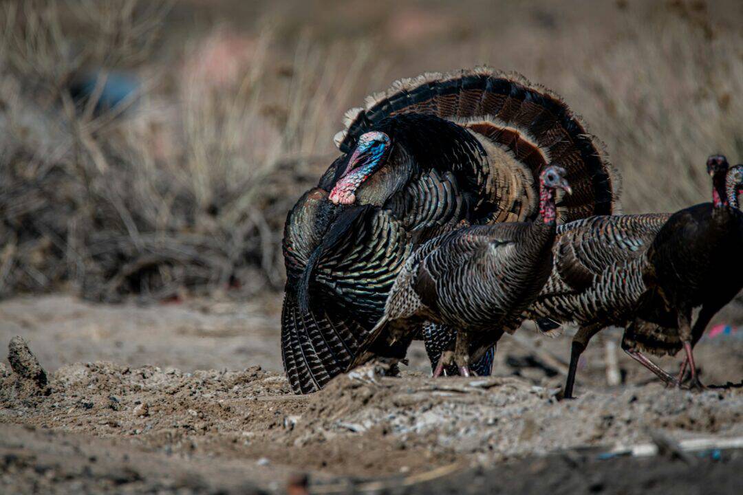 The Wild Turkeys Taking Over U.S. Suburbs - Animals Around The Globe