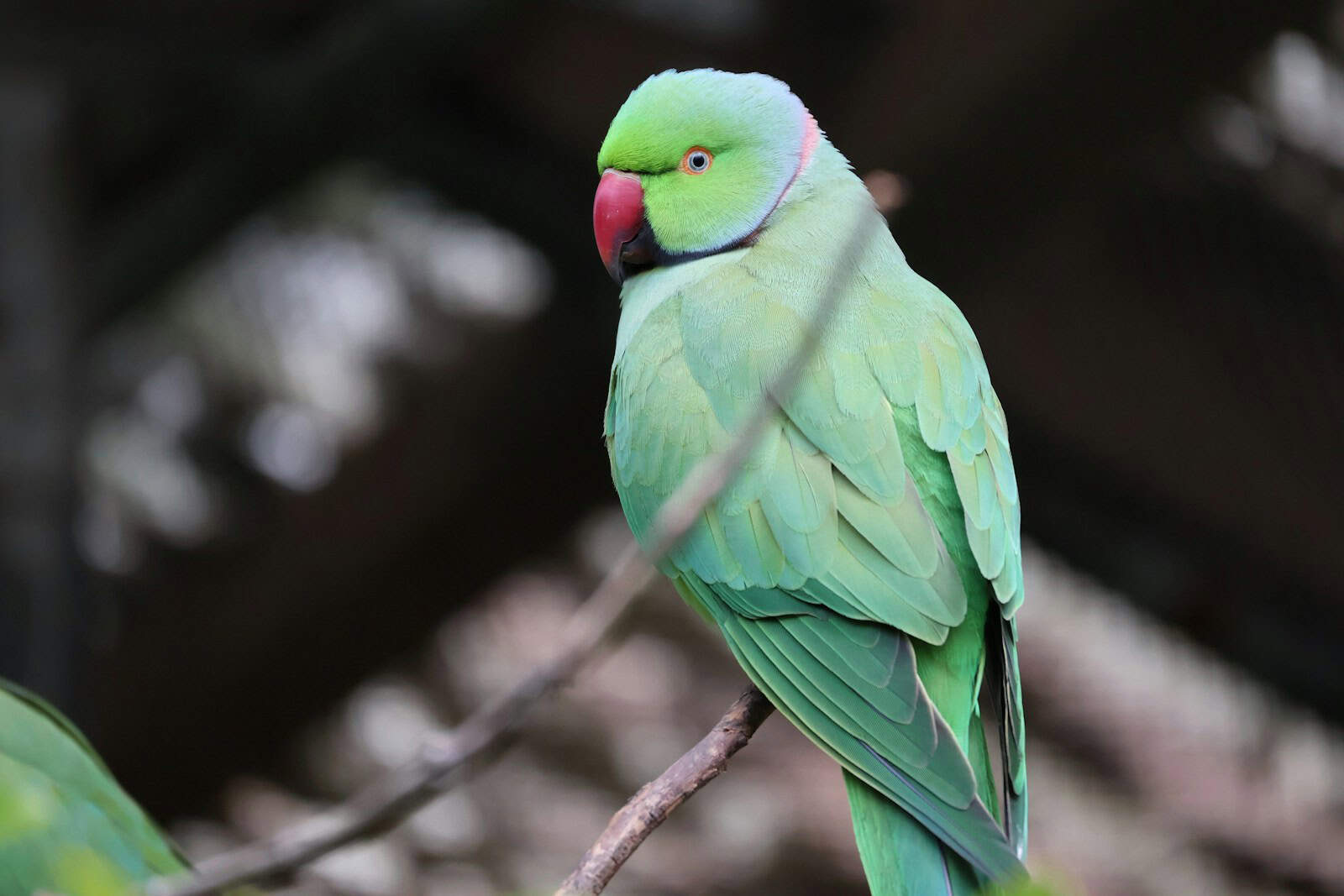 These Are the 14 Smartest Birds in the World – Ranked - Animals Around ...