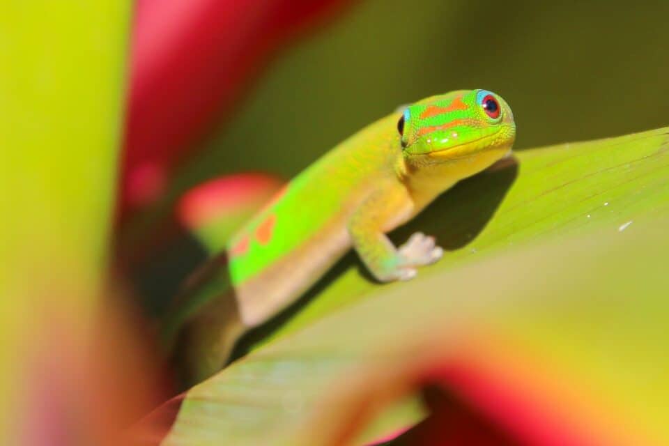 How Geckos Use Physics to Climb Any Surface - Animals Around The Globe