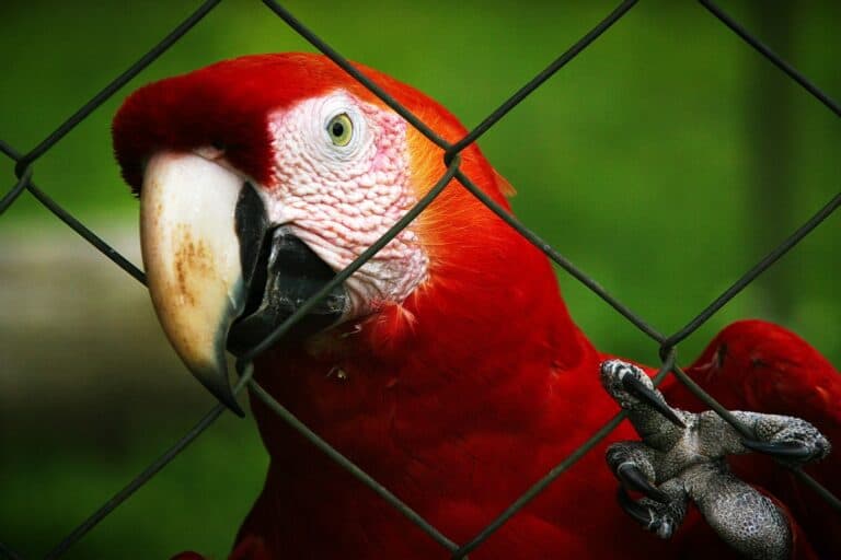 How Parrots Learn to Mimic Human Speech—Backed by Science