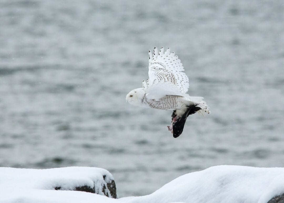 13 Creatures That Thrive in Freezing Temperatures - Animals Around The ...