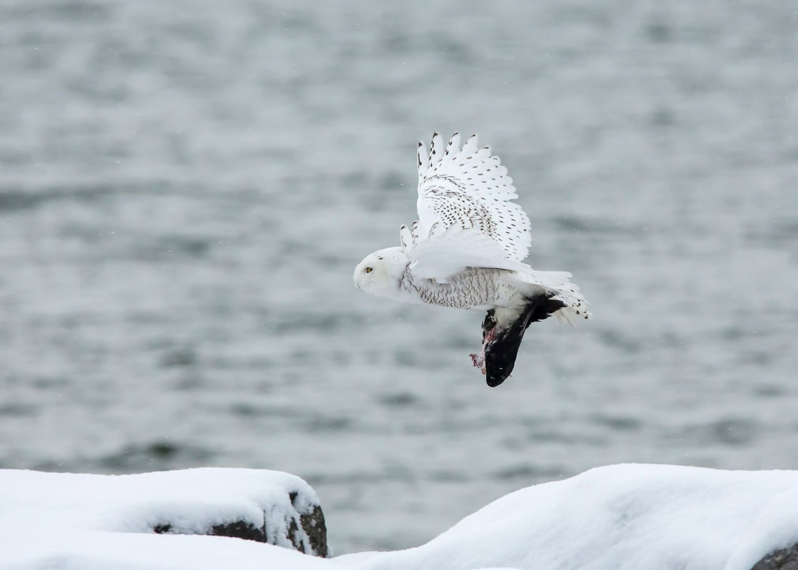 13 Creatures That Thrive in Freezing Temperatures - Animals Around The ...