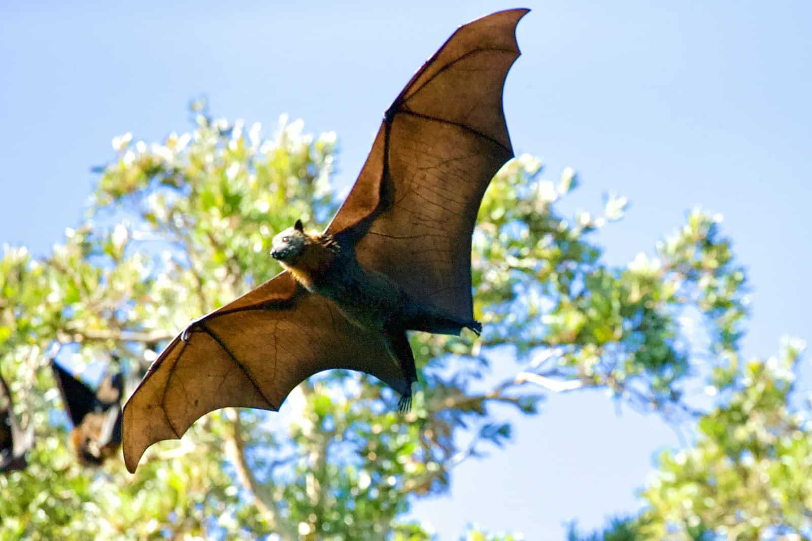 Arizona’s Bats Are Migrating Earlier Than Ever - Animals Around The Globe