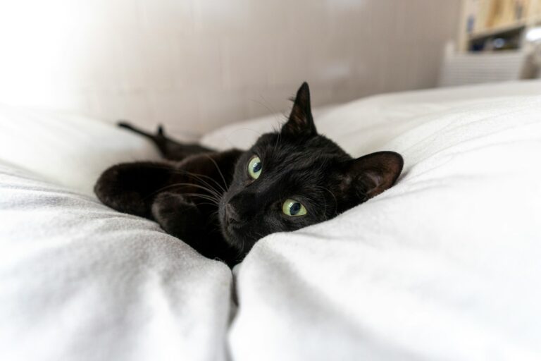 Why Black Cats Are Still Misunderstood in America - Animals Around The ...