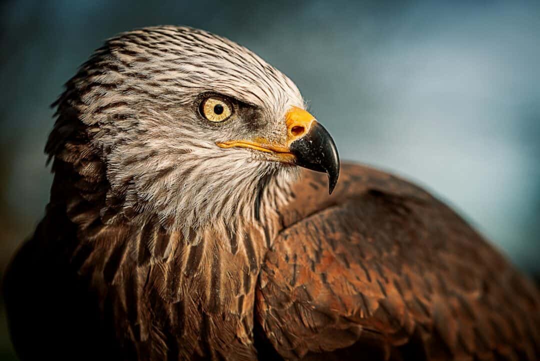 These Birds Have the Sharpest Vision on Earth
